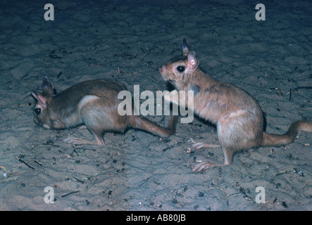 springhare, springhaas, jumping hare (Pedetes capensis), looks for food ...