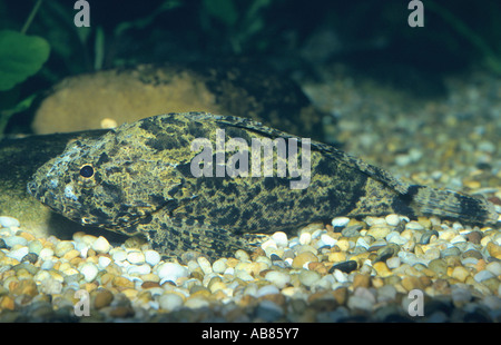 Bullrout (Notesthes robusta Stock Photo - Alamy