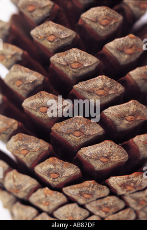 close up of fir cone Stock Photo - Alamy