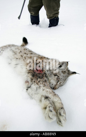 northern lynx (Lynx lynx lynx), Dead lynx at feet of lynx hunter ...