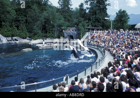 Trained killer whales, orcas (Orcinus orca), Shamu Stadium, SeaWorld ...