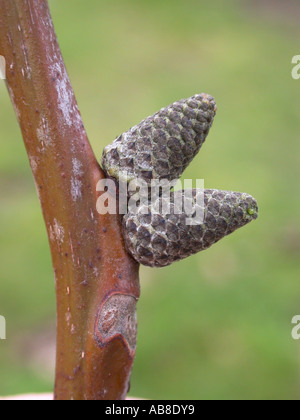 Walnut, inflorescence (Juglans regia Stock Photo - Alamy