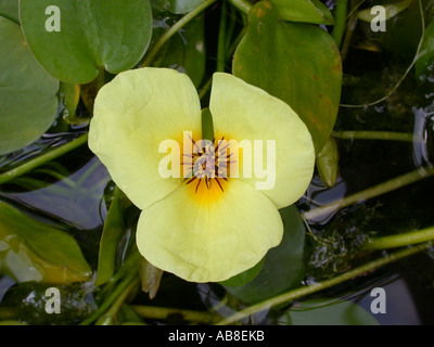 Flowering Water poppy, Hydrocleys nymphoides Stock Photo - Alamy