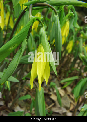 Large-flowered bellwort (Uvularia grandiflora Stock Photo - Alamy