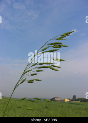 hairy chess, meadow brome (Bromus commutatus), spiklets, Germany ...