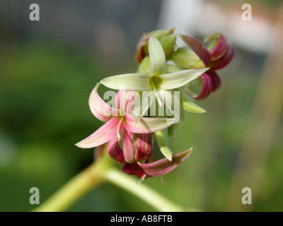Cashew-nut (Anacardium occidentale) flowers and ripening fruit ...