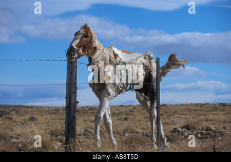 Carcass of Paint Horse still upright against barbed wire fence Stock ...