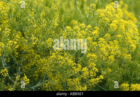 dryer's woad (Isatis tinctoria), view of flowers Stock Photo - Alamy