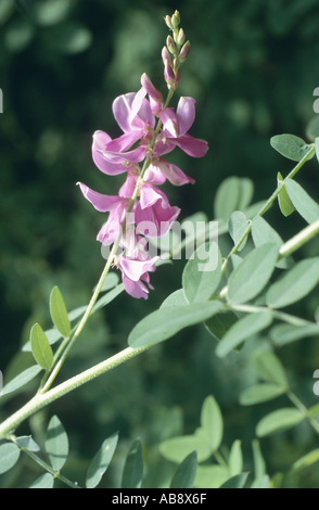 Indigo plant (Indigofera tinctoria), high nutritional green plants that ...