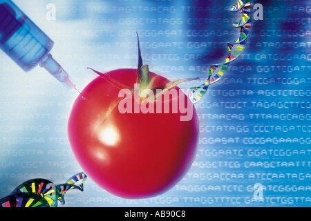 vegetable test, tomato, Genetic Modification, Scientific Experiment ...