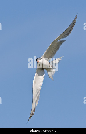 Common Tern (Sterna hirundo Stock Photo - Alamy
