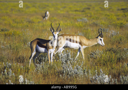Springbok, a very common antelope at Etosha National Park, Namibia ...