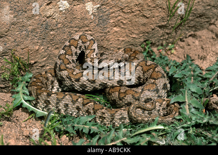 Iranian mountain viper, Persian mountain viper (Vipera albicornuta ...