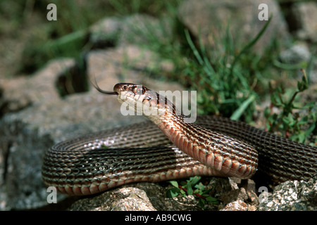 Schmidts Whip Snake (Dolichophis schmidti), in habitat, Iran, Zandschan ...