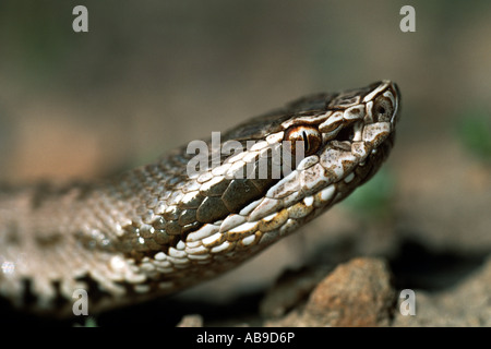 Siberian Pit-viper, Agkistrodon (Gloydius) halys, Mongolia, Gobi desert ...