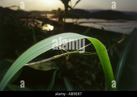 Marvelous World Insect Mantis Locust Stock Photo - Alamy