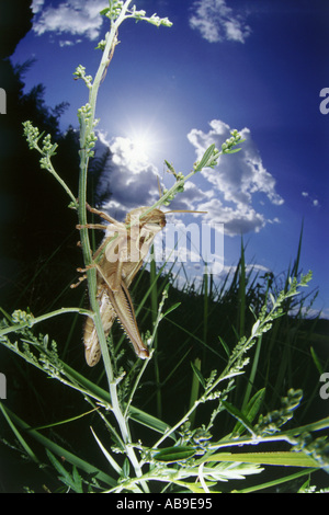 Marvelous World Insect Mantis Locust Stock Photo - Alamy