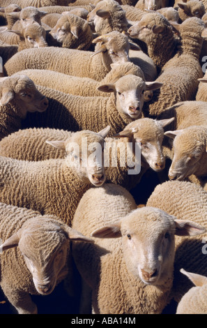 Group of sheep on a hill in a green pasture with fence in foreground ...