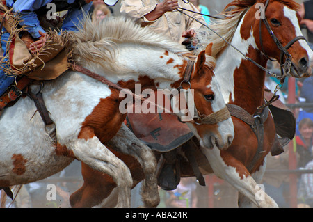 An untaimed Saddle Bronc Bucking at a rodeo competition Stock Photo - Alamy