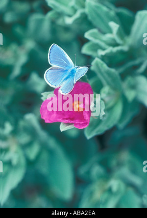 Colourful Male Common Blue Butterfly Polyommatus Stock Photo - Alamy