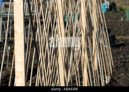 Cane support sticks for runner beans to twine up on to or climb on in ...
