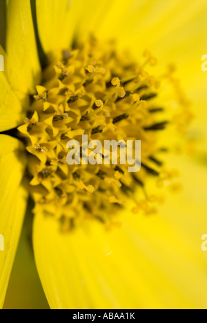 helinium moonwalker yellow flower heads Stock Photo - Alamy