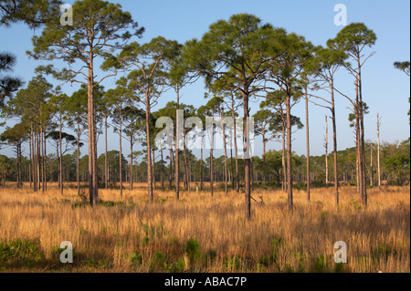 Pinelands in Sarasota County Florida Stock Photo - Alamy