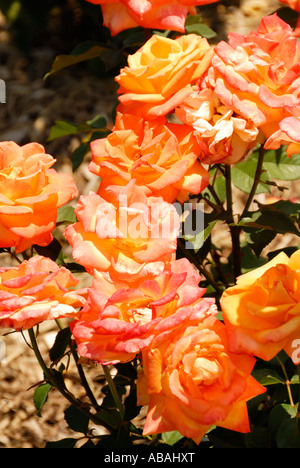 Chris Evert Rose Stock Photo - Alamy