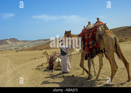 Bisharin tribesman with 3 camels in the desert valley of Wadi El Stock ...