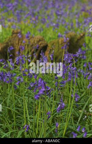woodland carpeted with bluebells / wildflowers with upright trees and ...