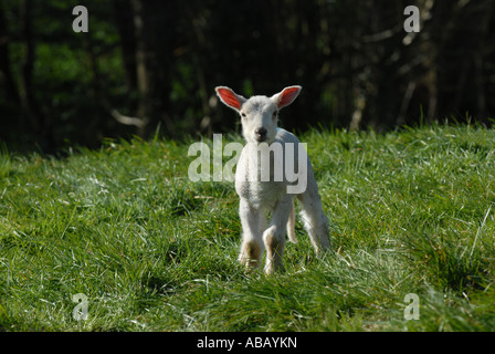 Cute farm animals: The joys of spring - leaping lambs in springtime, UK ...