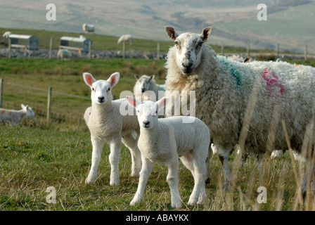 Cute farm animals: The joys of spring - leaping lambs in springtime, UK ...