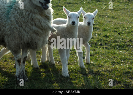 Cute farm animals: The joys of spring - leaping lambs in springtime, UK ...