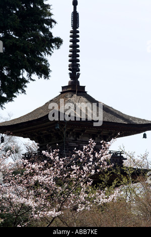 Japanese sacred tree in kyoto shinto shrine - Shimenawa no Shide Stock ...