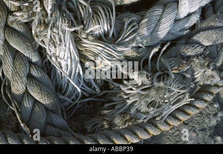 Broken manila rope strands Stock Photo - Alamy