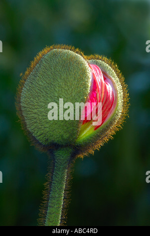 Red corn poppy blossom opening Stock Photo - Alamy