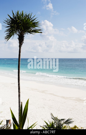 The beautiful view of the tropical Tulum with palm trees in Mexico ...