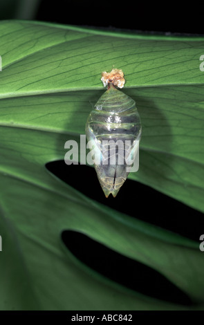Morpho Peleides Butterfly Pupae hatching Stock Photo - Alamy