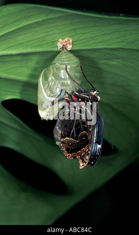 Morpho Peleides Butterfly Pupae hatching Stock Photo - Alamy