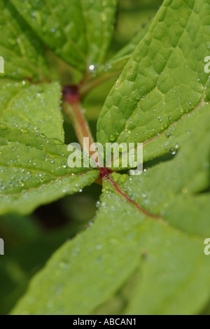 Shallow focus of drops of morning dew on a green plant with a blurred ...
