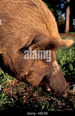 Florida hog wild animal razorback piney woods rooter closeup snout nose ...