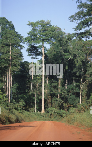 African mahogany or Sapele tree in the Congo rainforest, Republic of ...