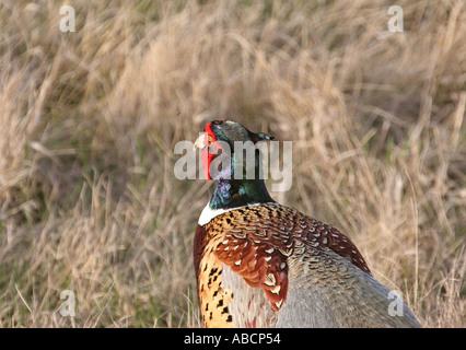Ring-necked Pheasant at Buffalo Pound Provincial Park in scenic ...