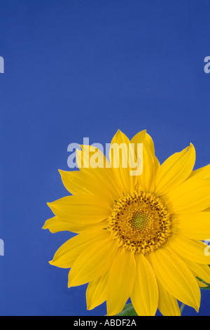 Close up of a corolla of a sunflower Stock Photo - Alamy