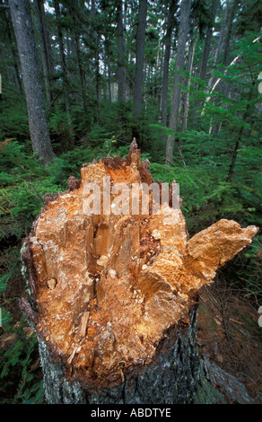 White Mountain N F Old growth boreal forest Balsam fir saplings Abies ...
