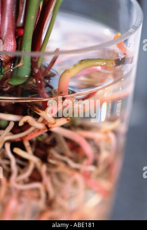 Plant roots in glass Stock Photo - Alamy