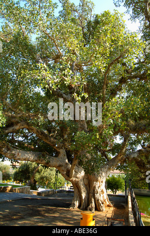 Cyprus Agia Napa ancient Sycamore fig Ficus sycomorus tree Stock Photo ...