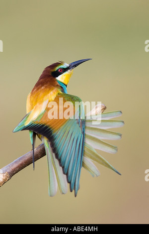European Bee-eater (Merops apiaster) perched with spread wings Stock ...