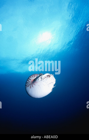 X-Ray Chambered Nautilus Pompilius Sea Shell Radiograph Stock Photo - Alamy