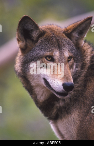 A red wolf (Canis rufus), an endangered species, photographed in its ...